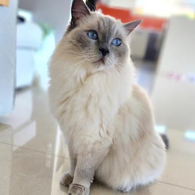 Photos: Sir Wags A lot - Pet Sitting and Walking