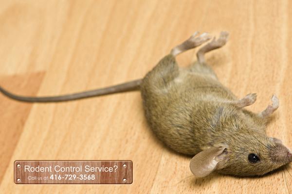 JDM Pest Control | (416) 729-3568 | Bradford, Ontario